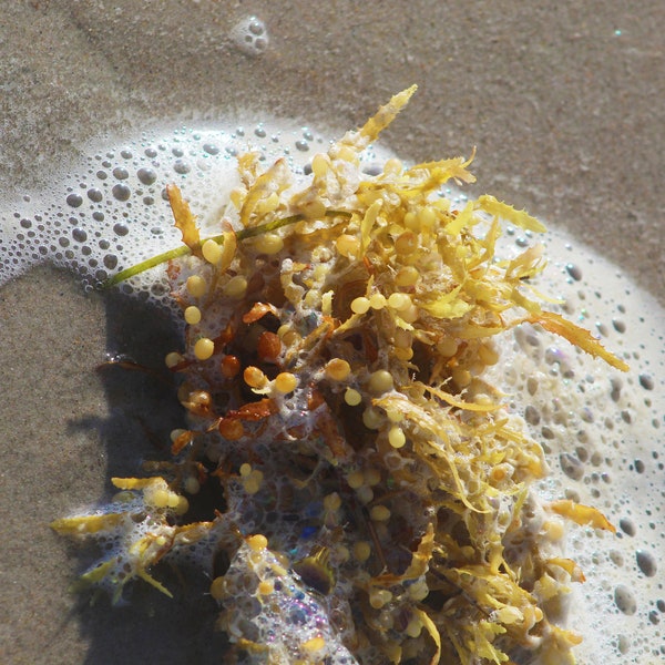 Seaweed Decor - Etsy