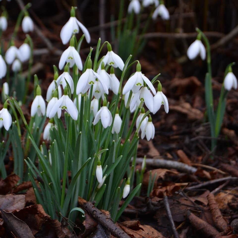Snowdrops. Hand Embroidered Wall Hanging. Natural Imbolc Linen Decor ...