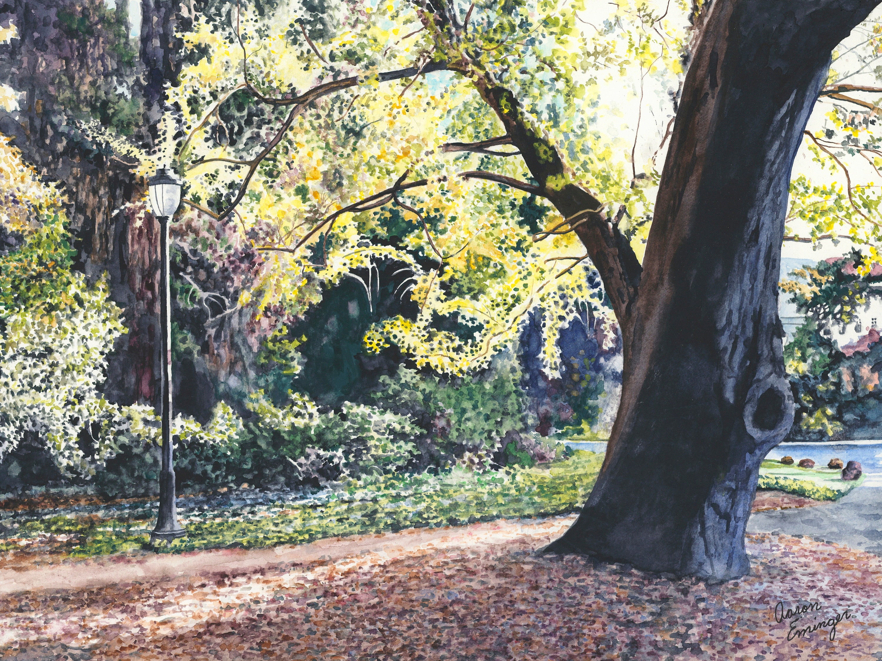 Ginkgo Tree in Autumn, Berkeley, CA Watercolor Art Giclee Print ...