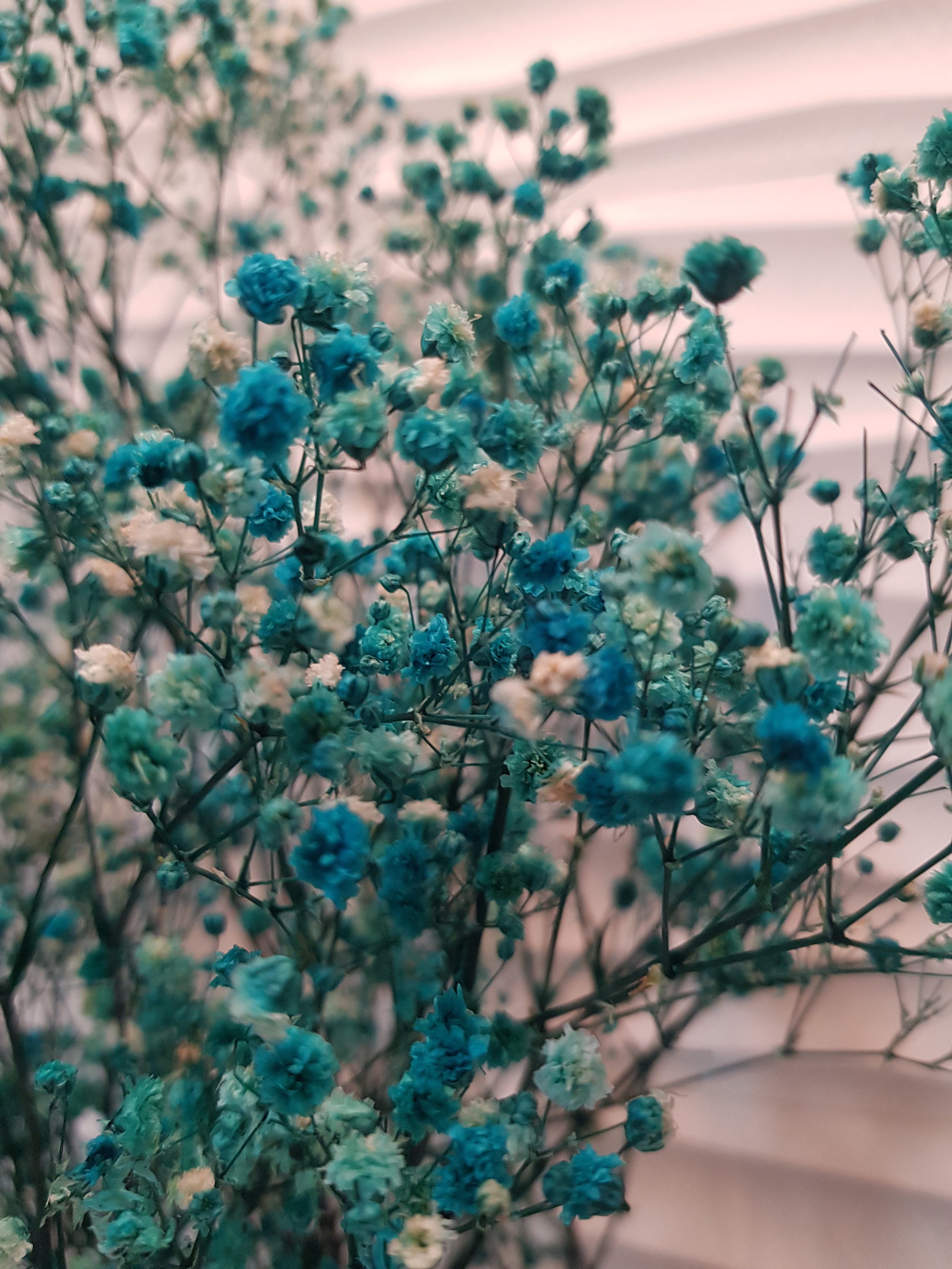 Dried dry gypso flowers-preserved Gypsophila-preserved babies | Etsy