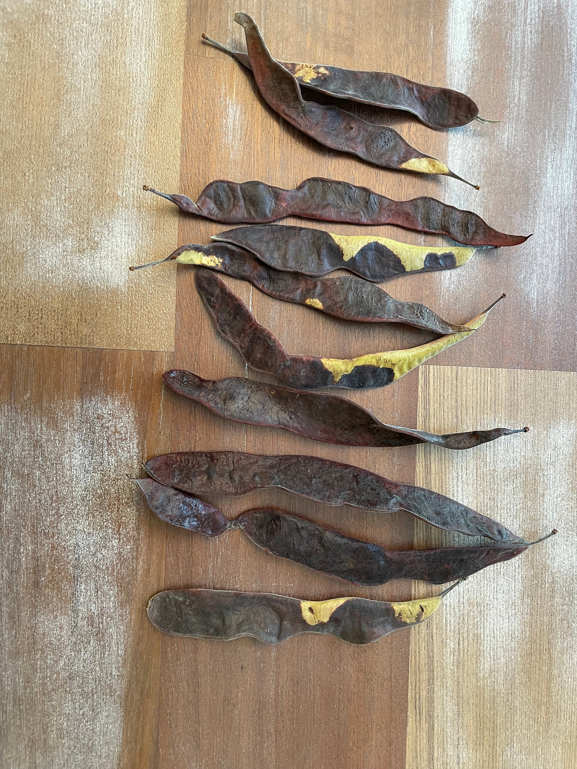 Honey Locust Pods Honeylocust Pod Gall Midge Fort Collins Tree Care