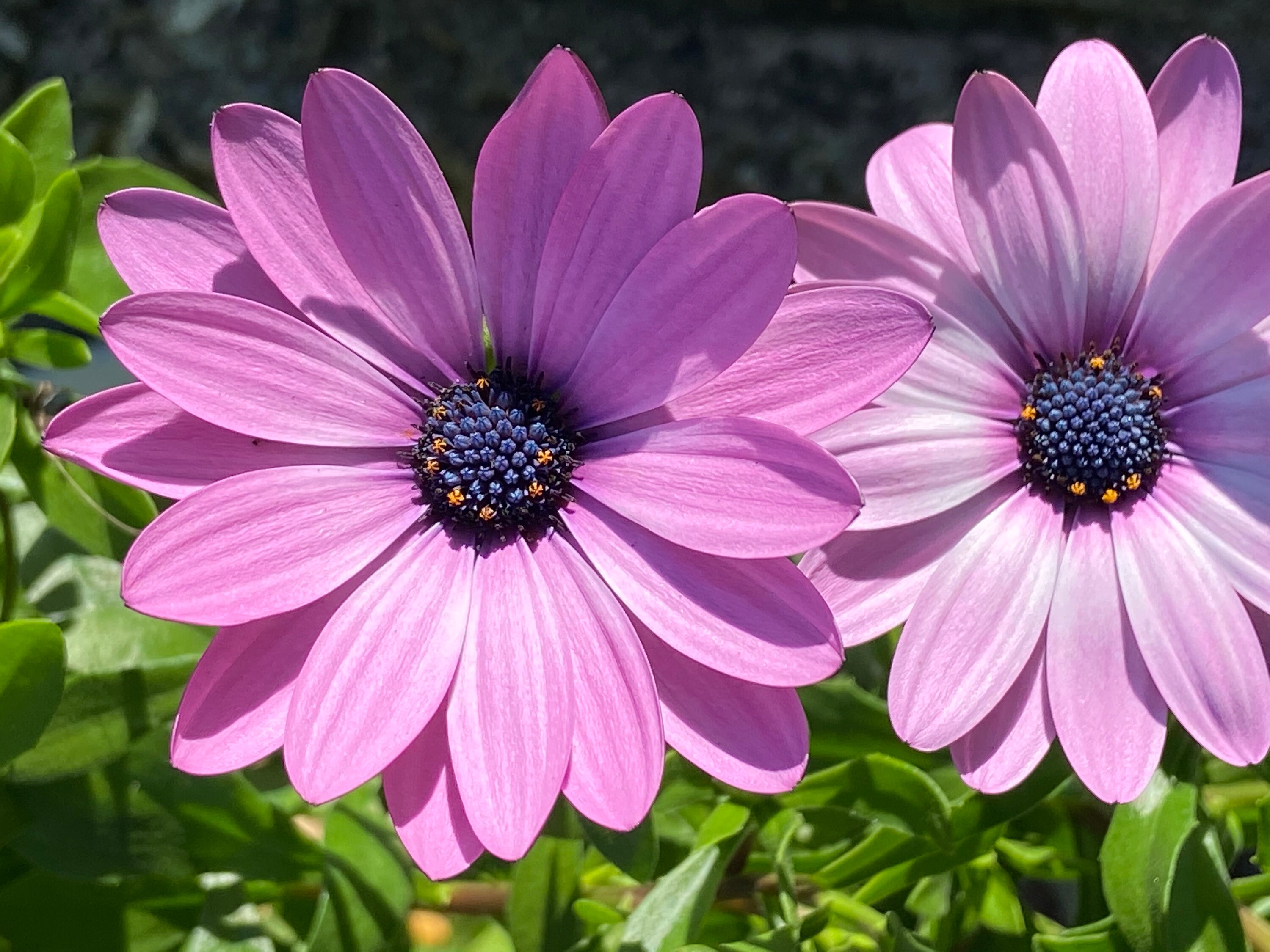 Osteospermum Blue Eyed Daisy African Daisy Perennial Annual | Etsy