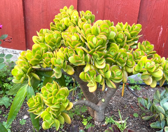 Ferns, Grasses & Bamboo Hummels Sunset golden Jade plant Crassula Ovata ...