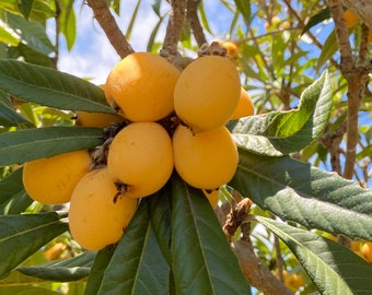 Chinese Pipa Fruit - Etsy