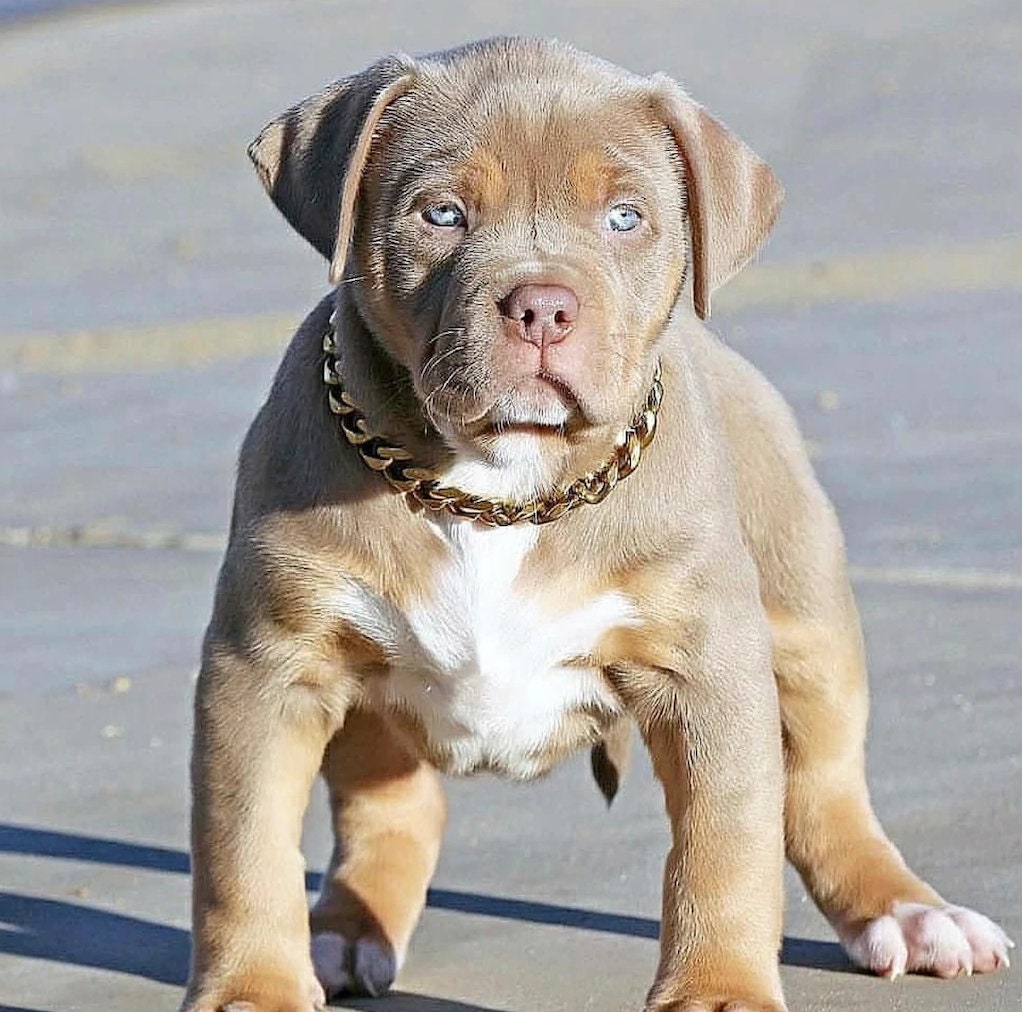 Cuban Link Dog Chain Custom Dog Chain Handmade Dog Collar - Etsy