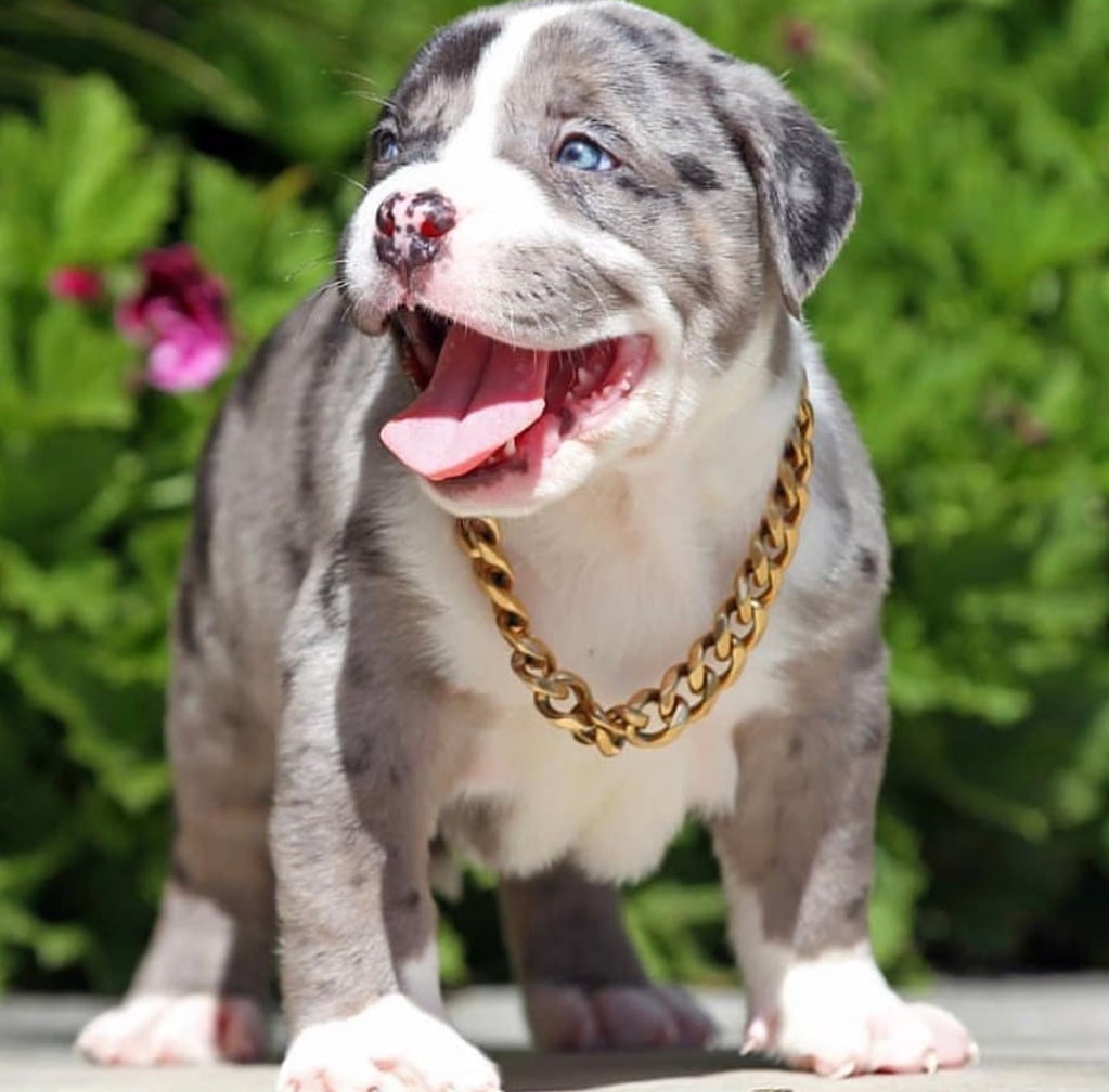 Cuban Link Dog Chain Custom Dog Chain Handmade Dog Collar - Etsy