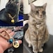Personalized Pet Necklace Jewelry for Cats Chains for Pets - Etsy