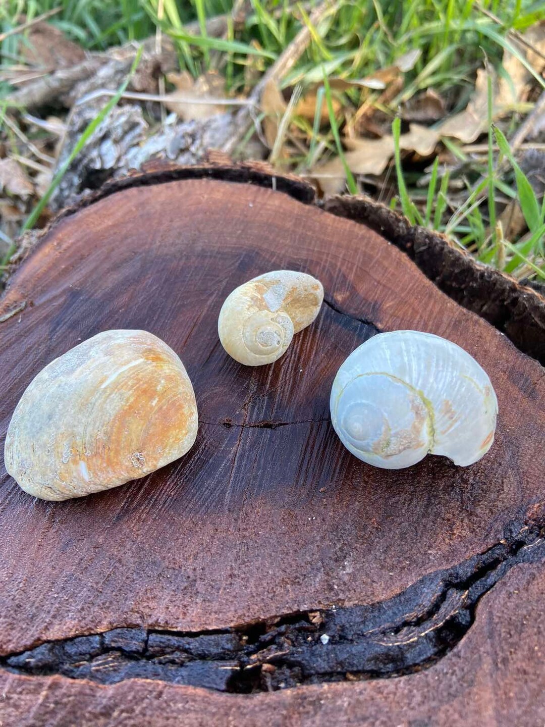 Fossil Shell, Snail. Beautiful Collectors Piece, Home-decor Rock ...