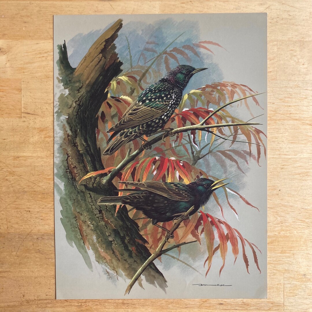 Vintage Starling Bird Print Original 1965 Book Page Nature Lover Gift ...
