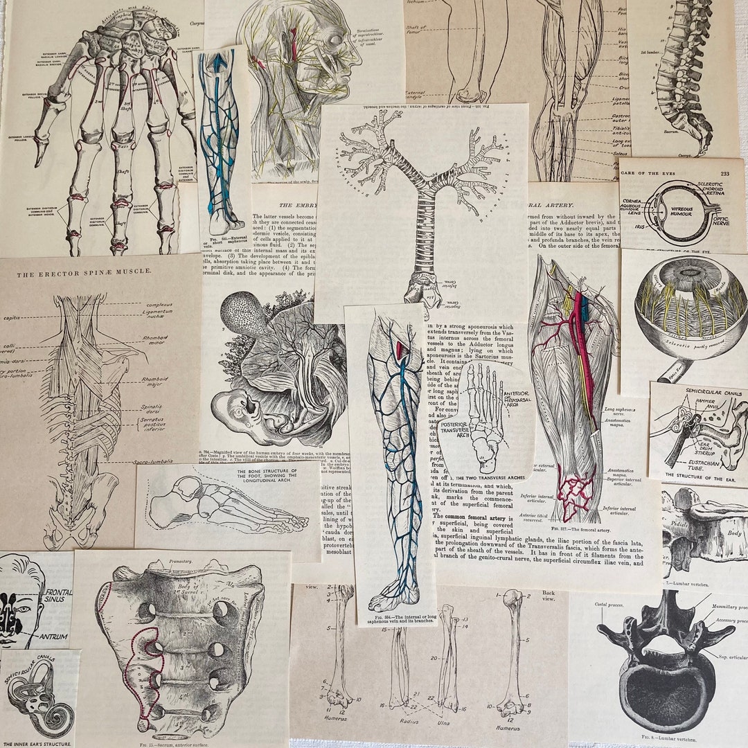 Human Anatomy Medical Vintage Paper Pack, 40 Pieces for Collage ...