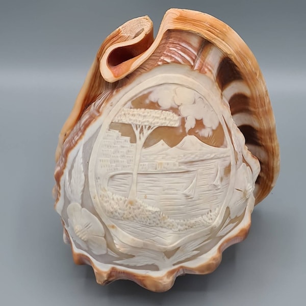Conch Shell Art - Etsy