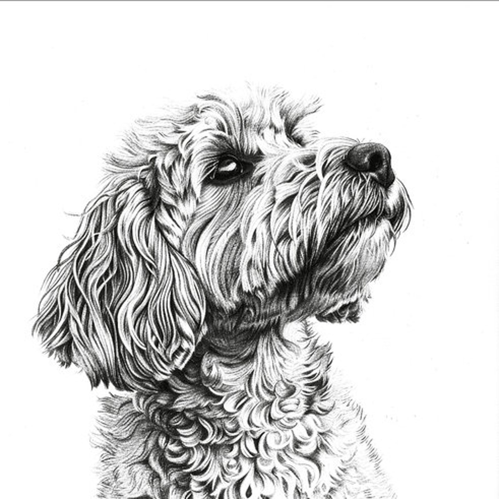 Cockapoo Clipart, Sketch Drawings, Digital Download, Wall Art, Cockapoo ...