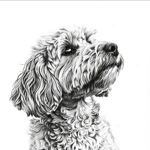 Cockapoo Clipart, Sketch Drawings, Digital Download, Wall Art, Cockapoo ...