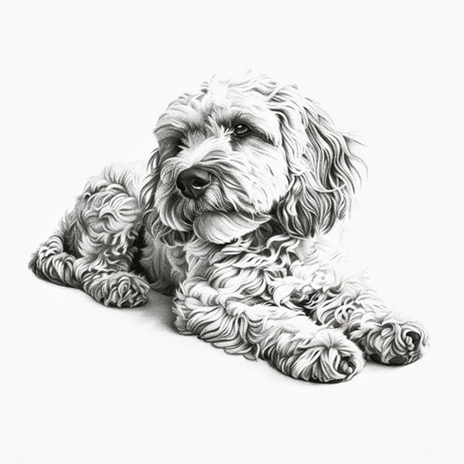 Cockapoo Clipart, Sketch Drawings, Digital Download, Wall Art, Cockapoo ...