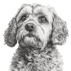 Cockapoo Clipart, Sketch Drawings, Digital Download, Wall Art, Cockapoo ...