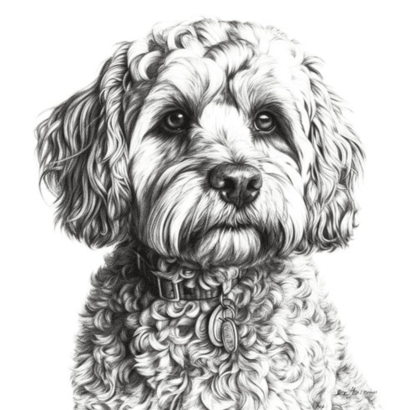 Cockapoo Clipart, Sketch Drawings, Digital Download, Wall Art, Cockapoo ...