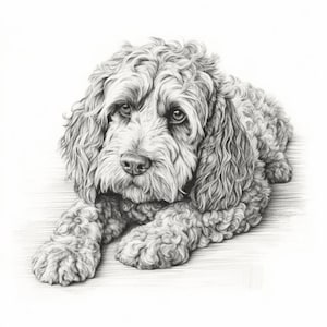 Cockapoo Clipart, Sketch Drawings, Digital Download, Wall Art, Cockapoo ...