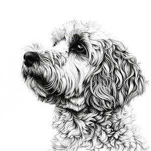 Cockapoo Clipart, Sketch Drawings, Digital Download, Wall Art, Cockapoo ...