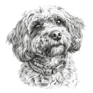 Cockapoo Clipart, Sketch Drawings, Digital Download, Wall Art, Cockapoo ...