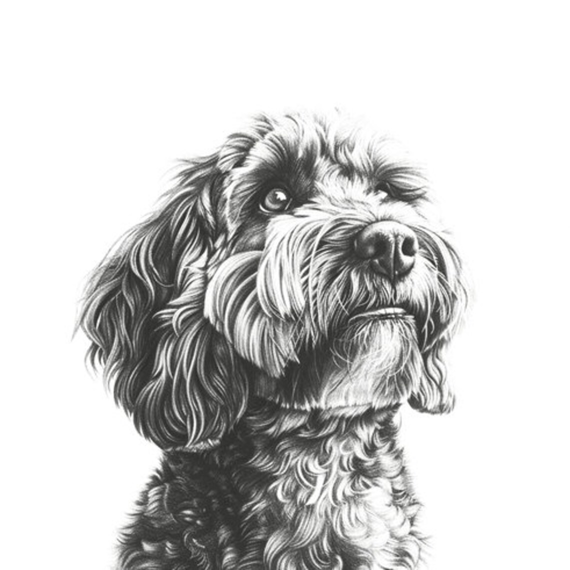 Cockapoo Clipart, Sketch Drawings, Digital Download, Wall Art, Cockapoo ...