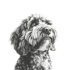 Cockapoo Clipart, Sketch Drawings, Digital Download, Wall Art, Cockapoo ...