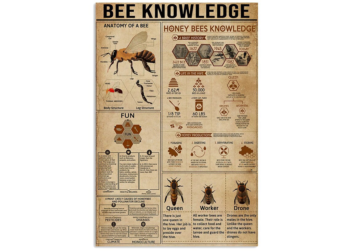 Honey Bee Knowledge Poster Vintage Poster Retro Poster Bee | Etsy