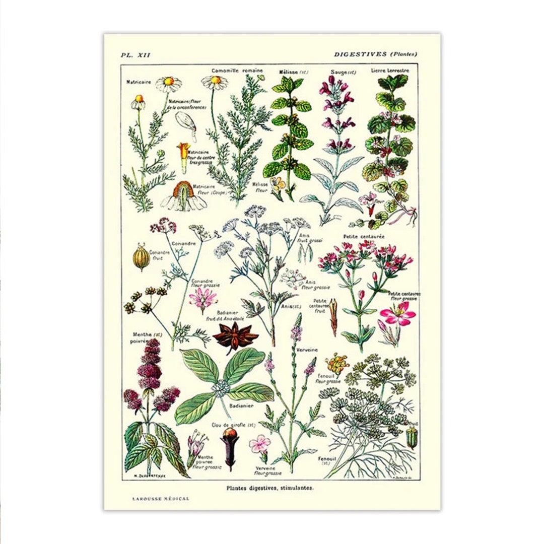 Vintage Botanical Poster, Plants Poster, 1912 Medicinal Board ...