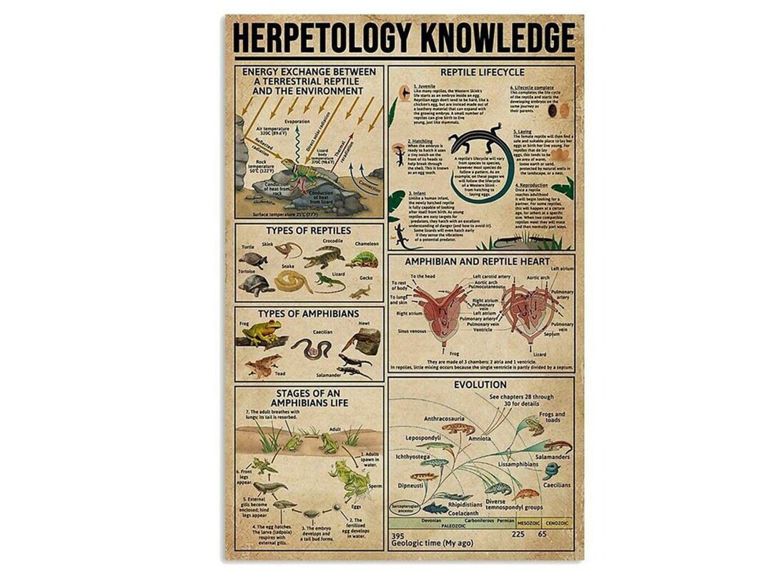 Herpetology Knowledge Poster, Amphibian and Reptile Poster, Herpetology ...