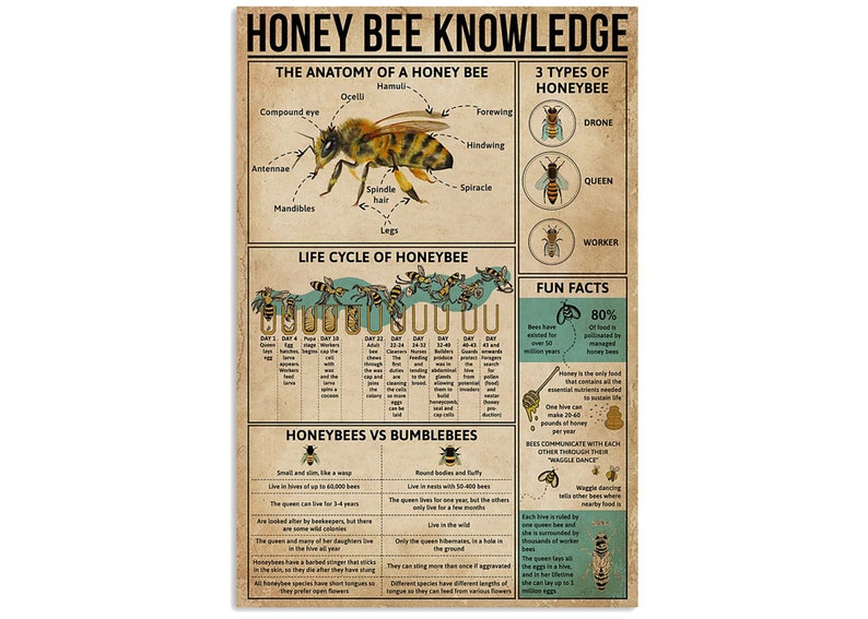 Honey Bee Knowledge Poster Vintage Poster Retro Poster Bee - Etsy