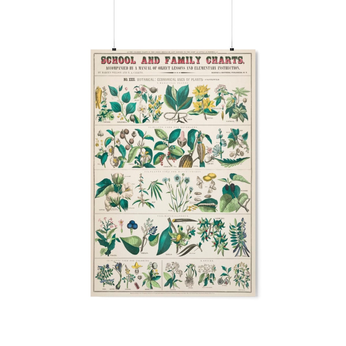 Educational Chart of Uses of Flowers and Plants - Etsy