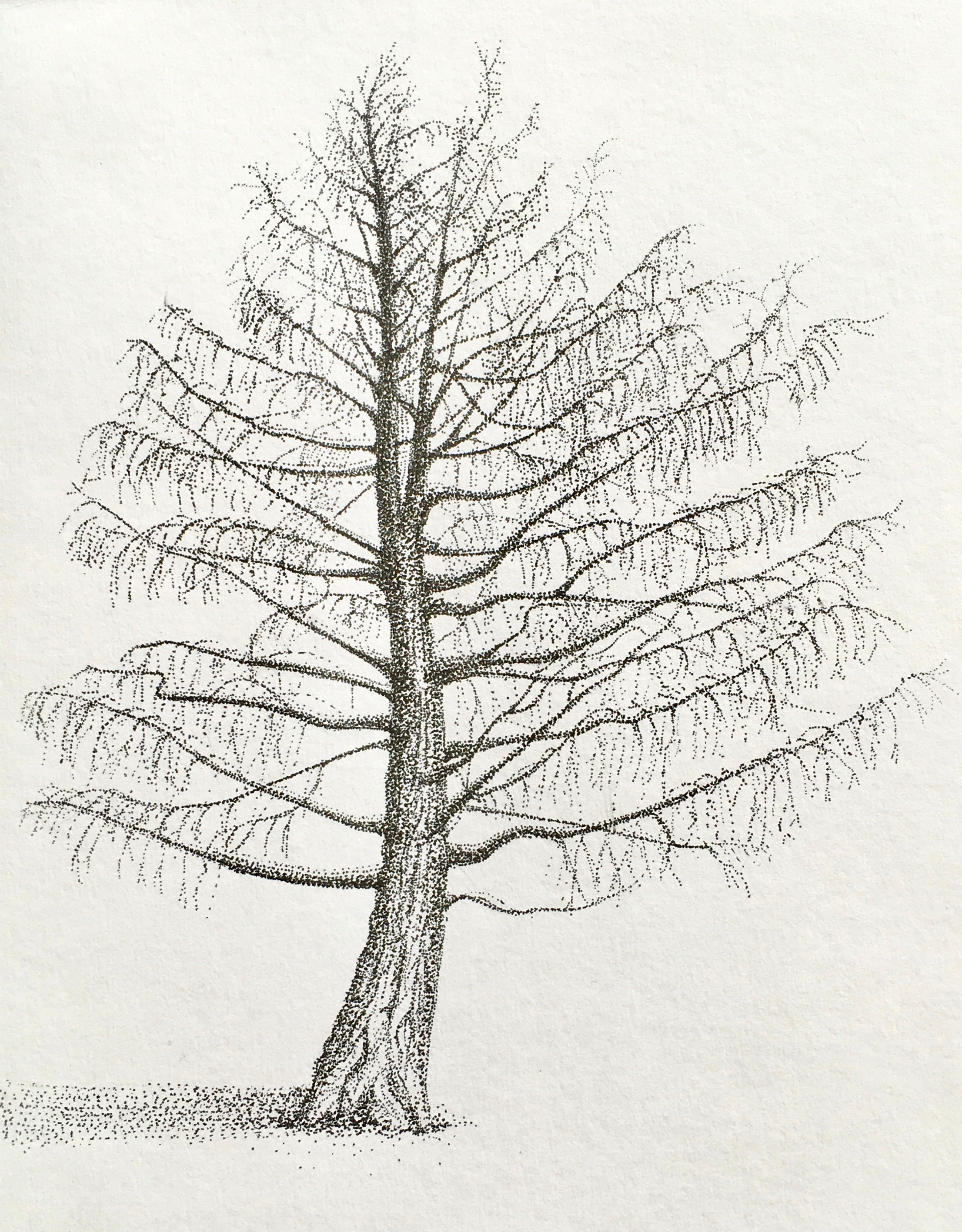 Tree Drawing Art Print - Etsy