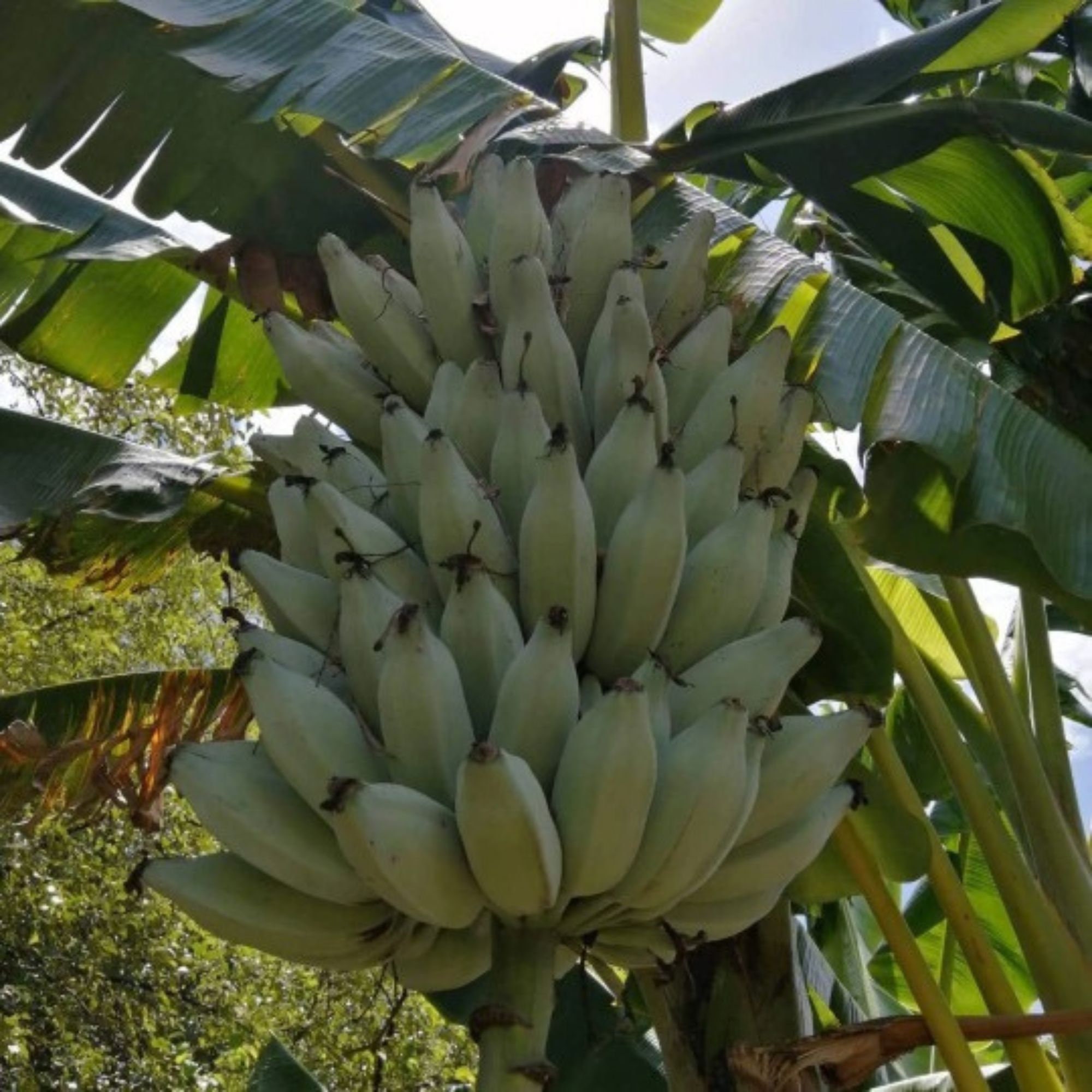 Blue Java Banana Tree Live Plant Ice Cream Banana Plant 4 to - Etsy ...