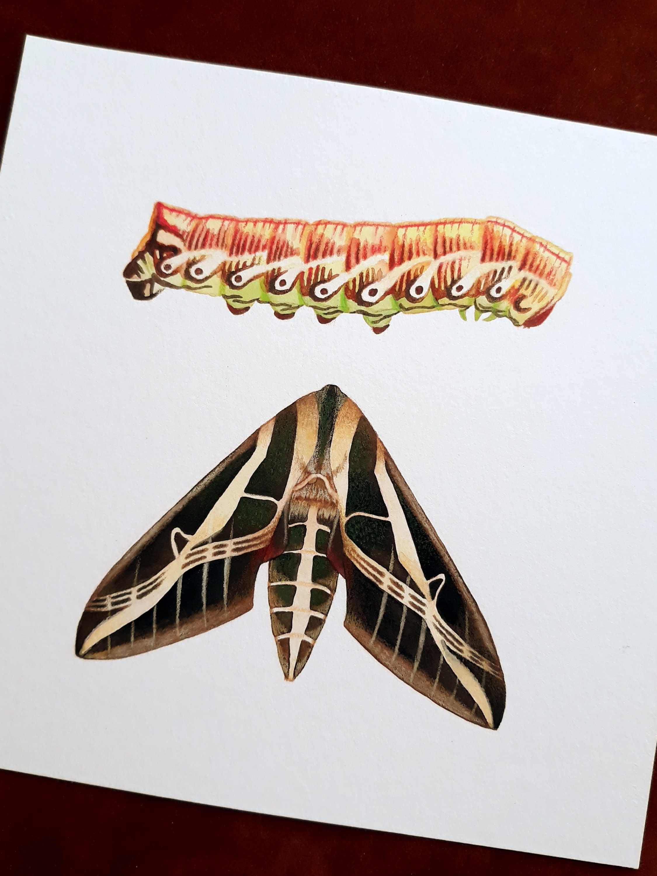 Banded Sphinx Moth and Caterpillar Art Print - Watercolor Illustration ...