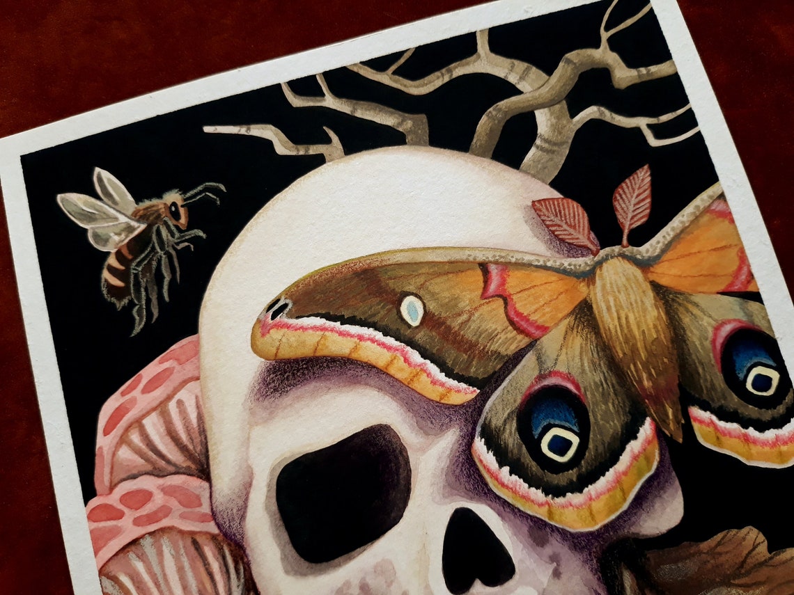 Skull With Polyphemus Moth Watercolor Art Print Illustration | Etsy