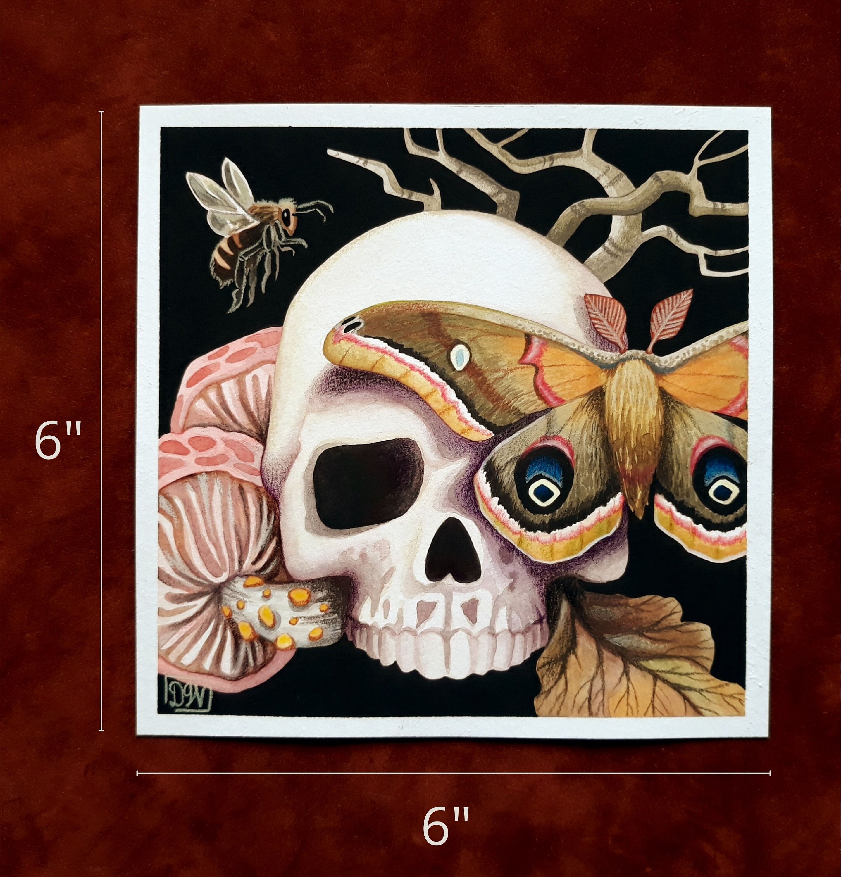 Skull With Polyphemus Moth Watercolor Art Print Illustration Gothic 6x6 ...