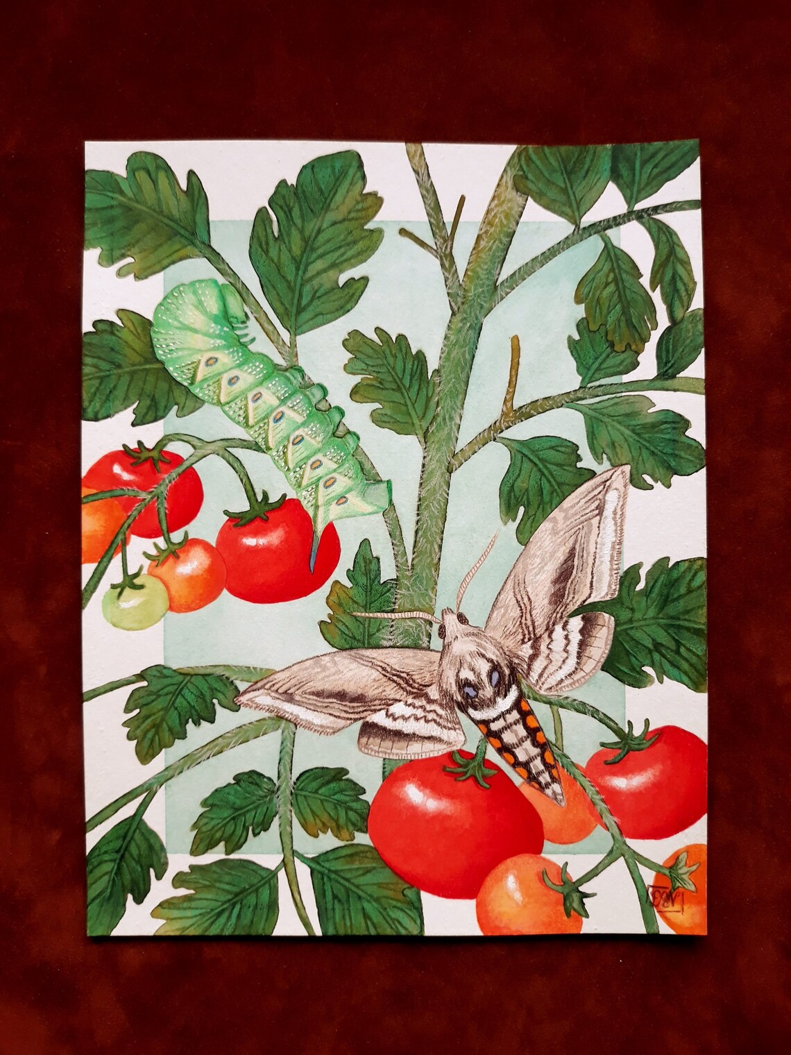 Tomato Hornworm Art Print - Hawk Moth Painting Illustration ...