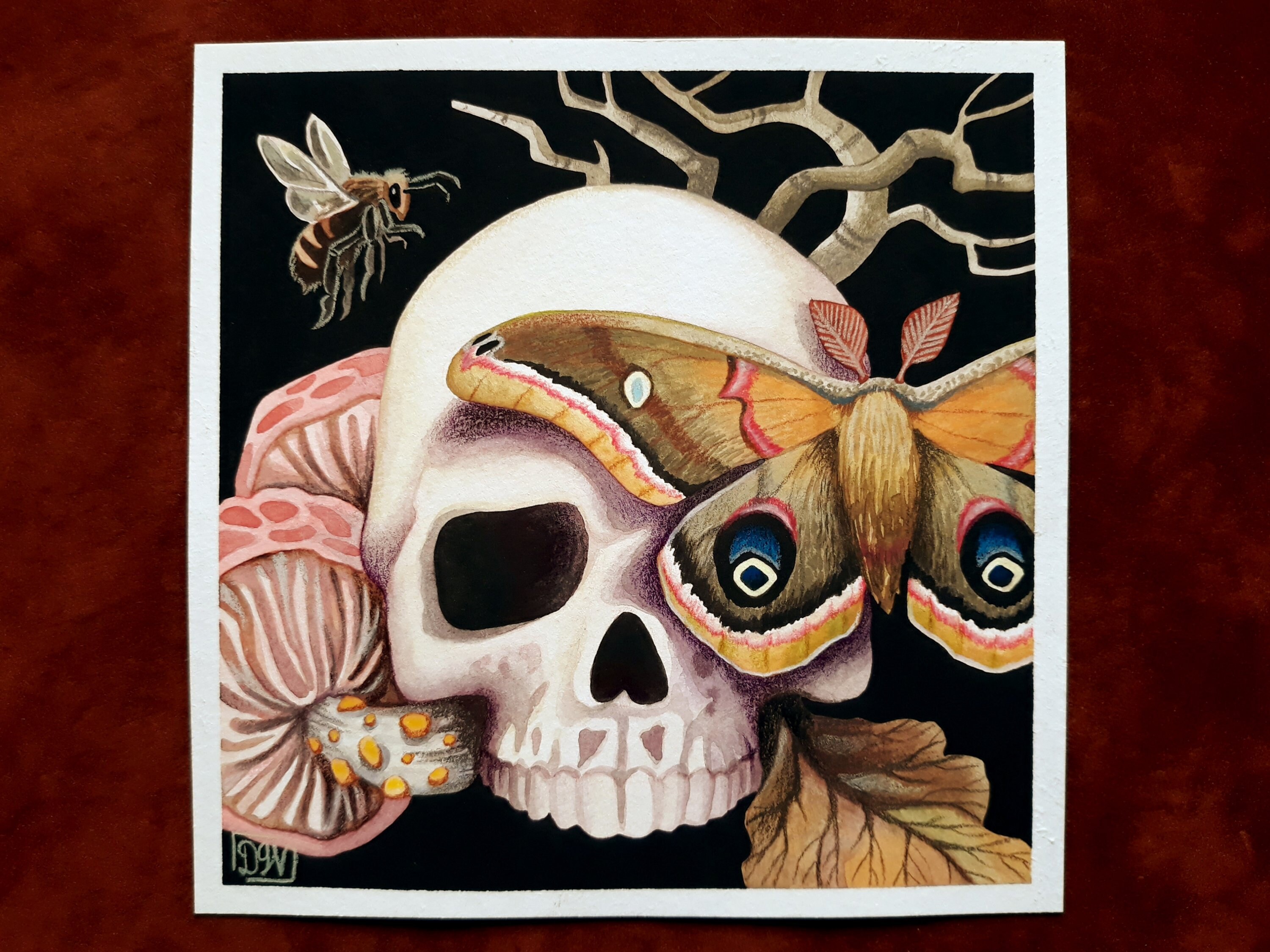Skull With Polyphemus Moth Watercolor Art Print Illustration - Etsy