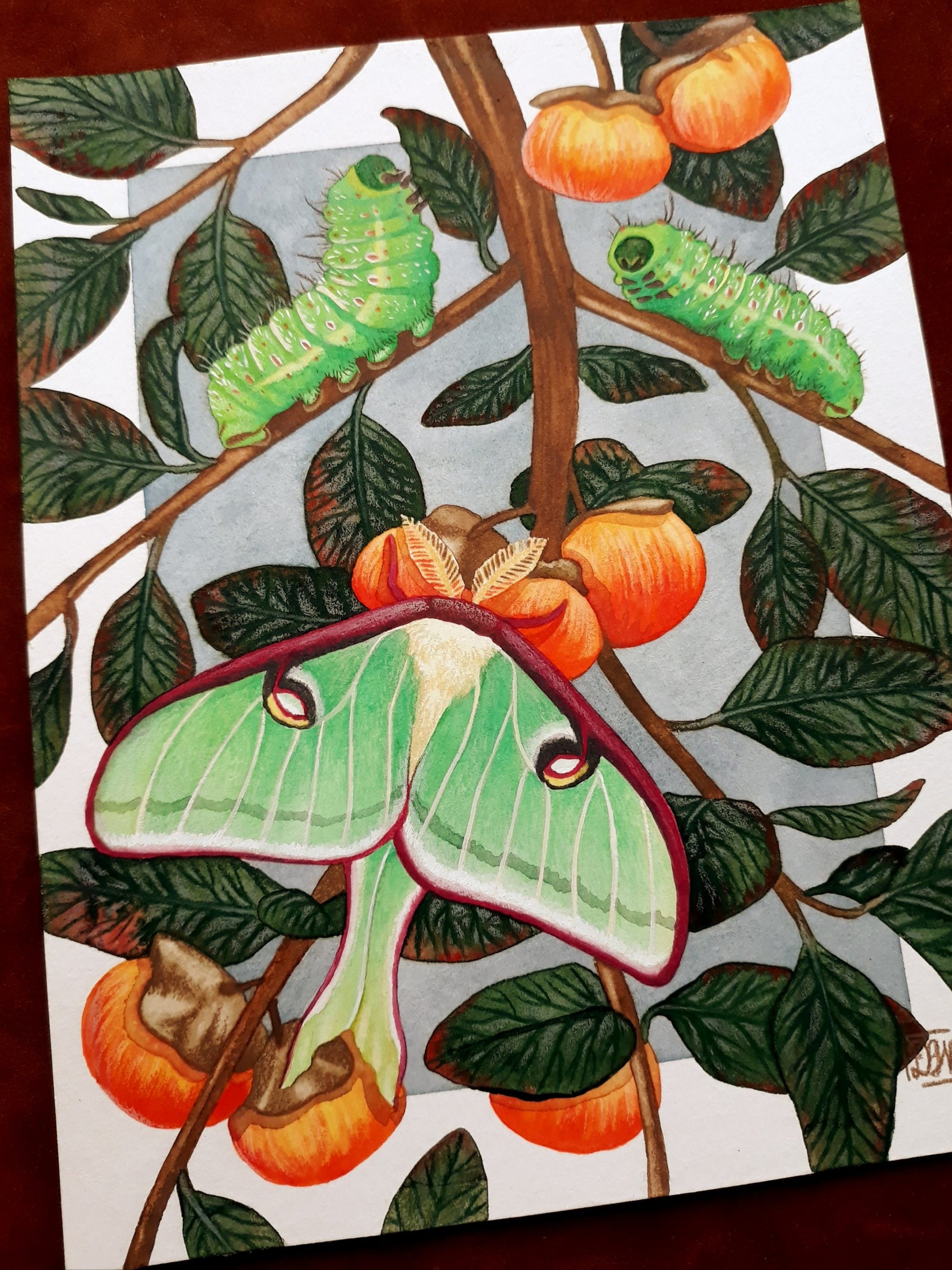 Luna Moth Art Print - Watercolor Painting Illustration - Insect Art ...