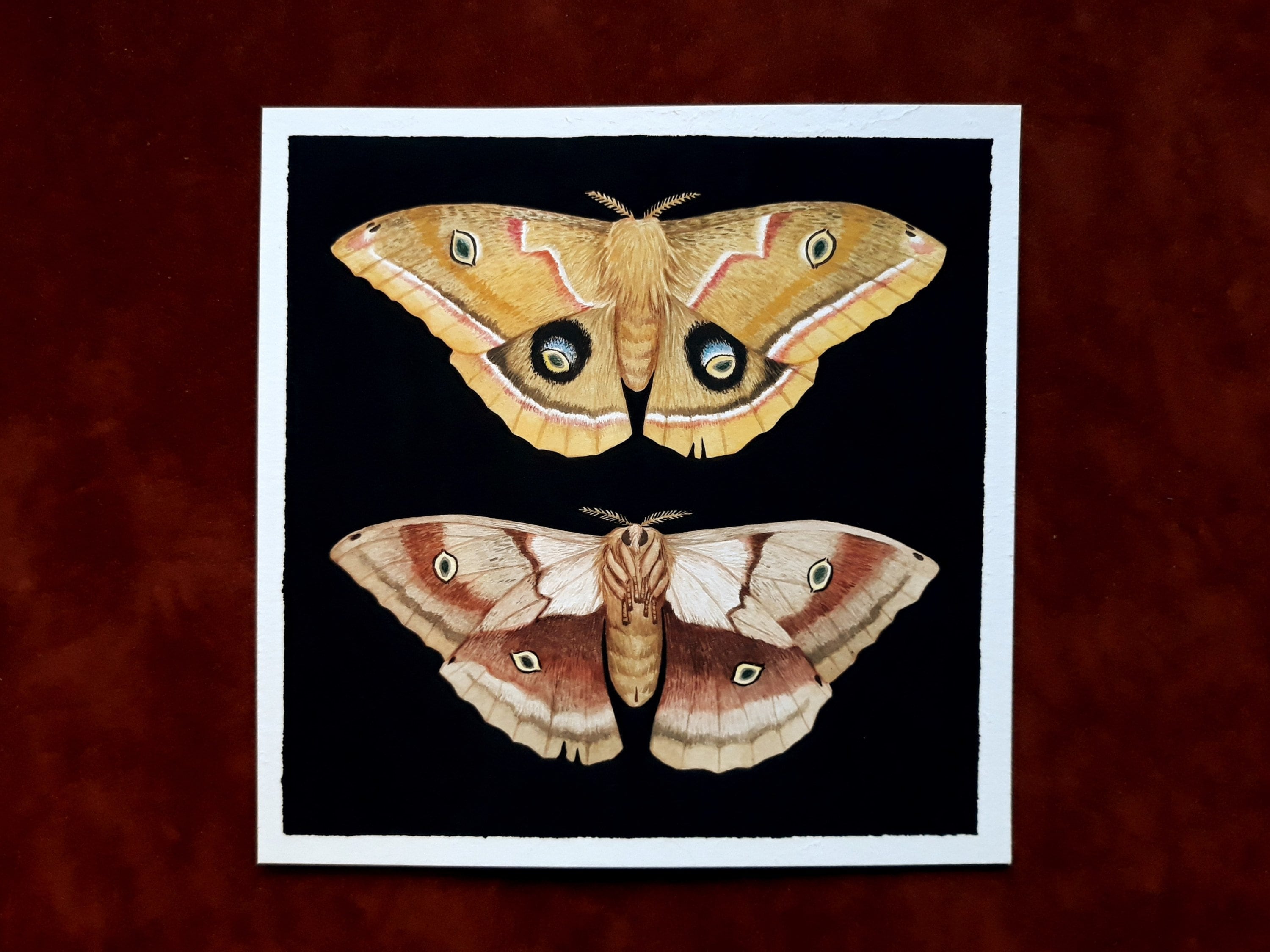 Polyphemus Moth Art Print - Watercolor Prints - Nature Wall Decor ...