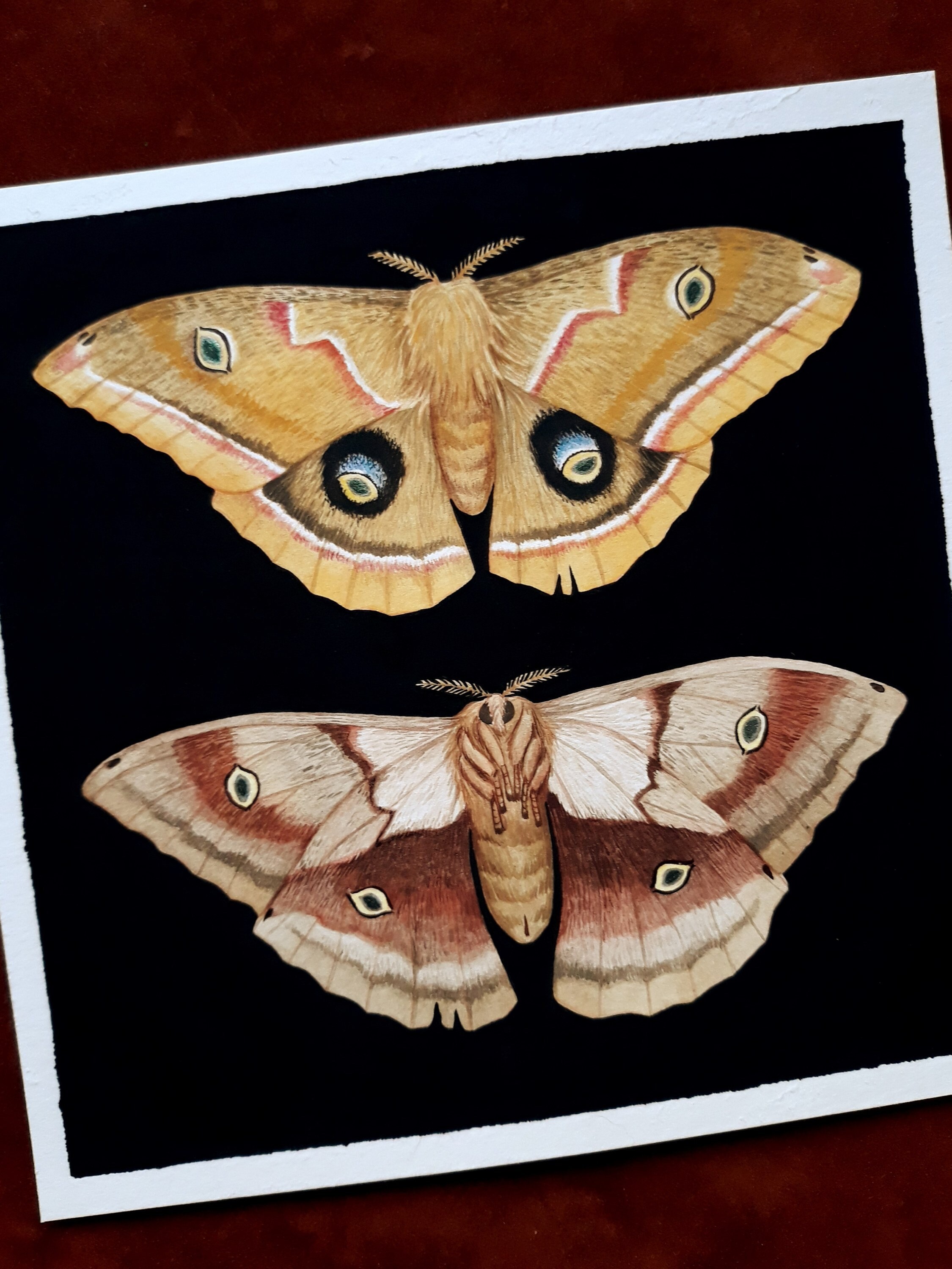 Polyphemus Moth Art Print - Watercolor Prints - Nature Wall Decor ...