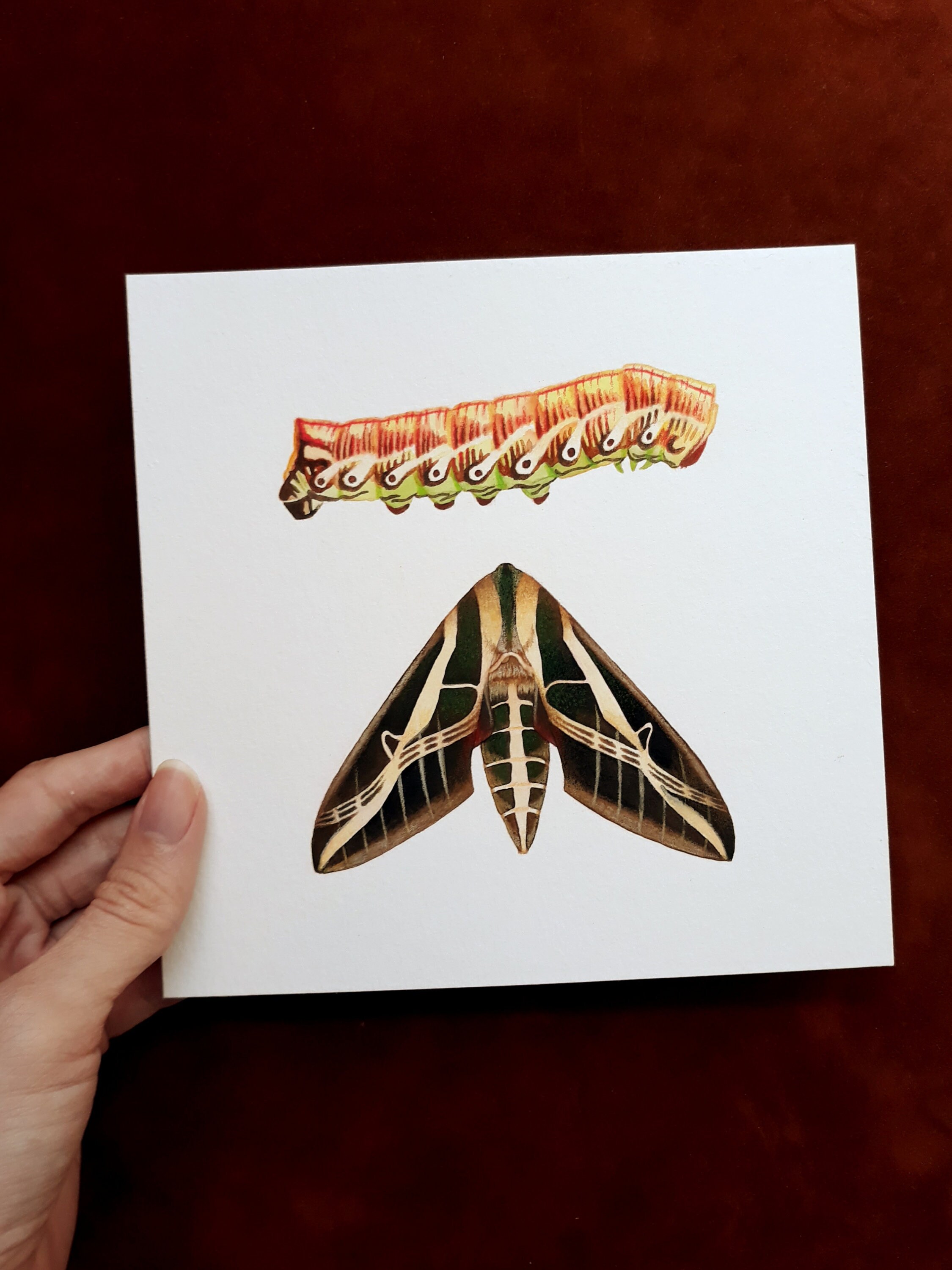 Banded Sphinx Moth and Caterpillar Art Print - Watercolor Illustration ...