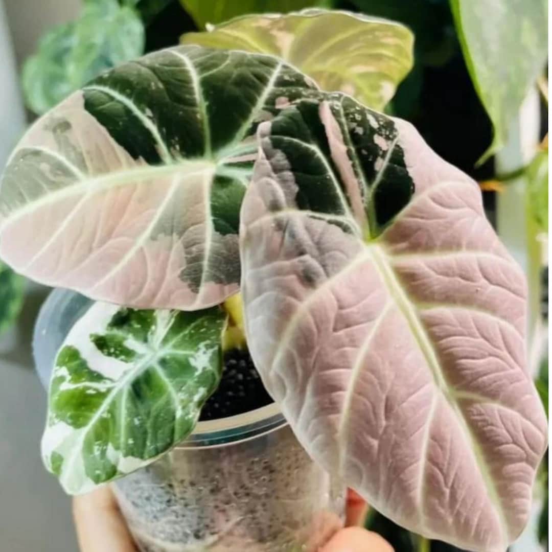 Alocasia Black Velvet Pink Variegata – Rare Variegated Live Starter Plant Corms – Indoor ...