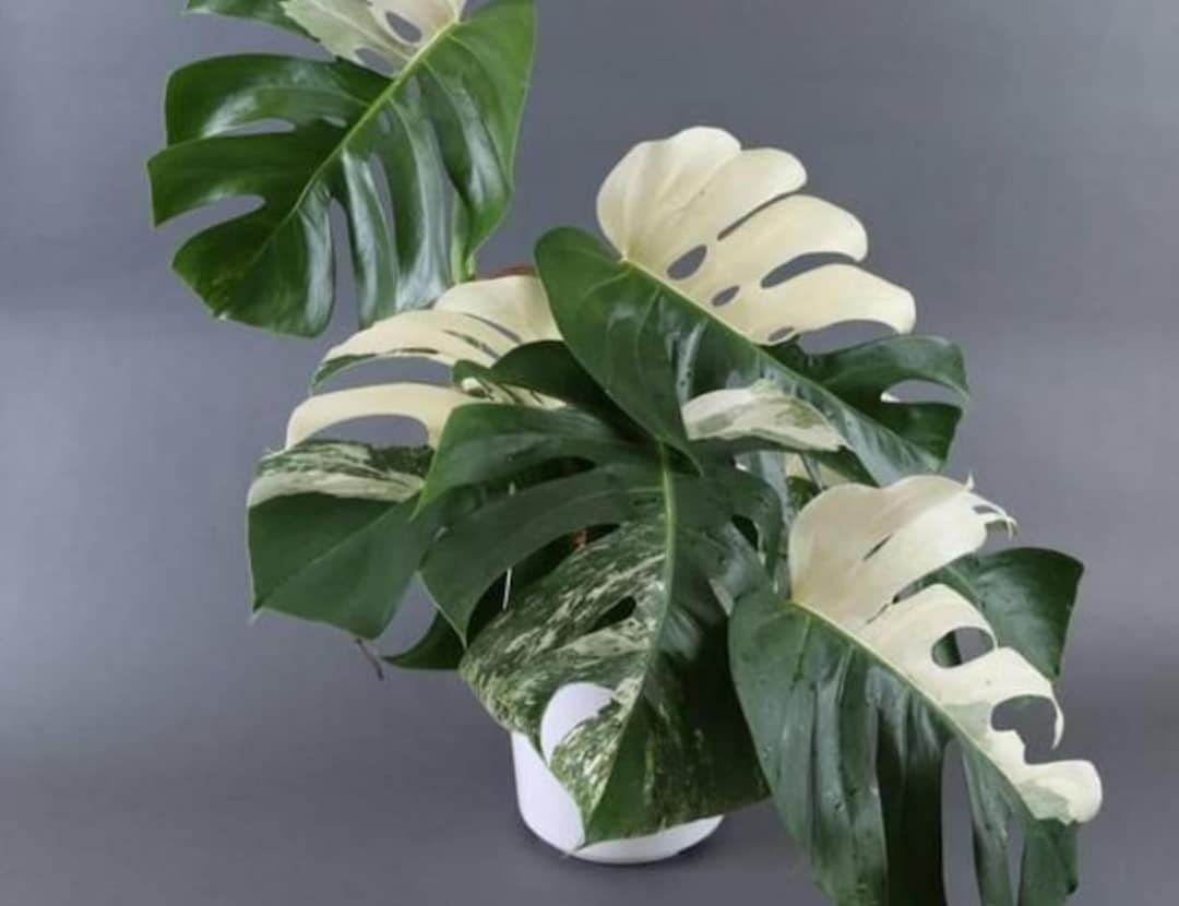 Monstera Albo White Tiger Variegated | Halfmoon Rooted Node Cutting ...