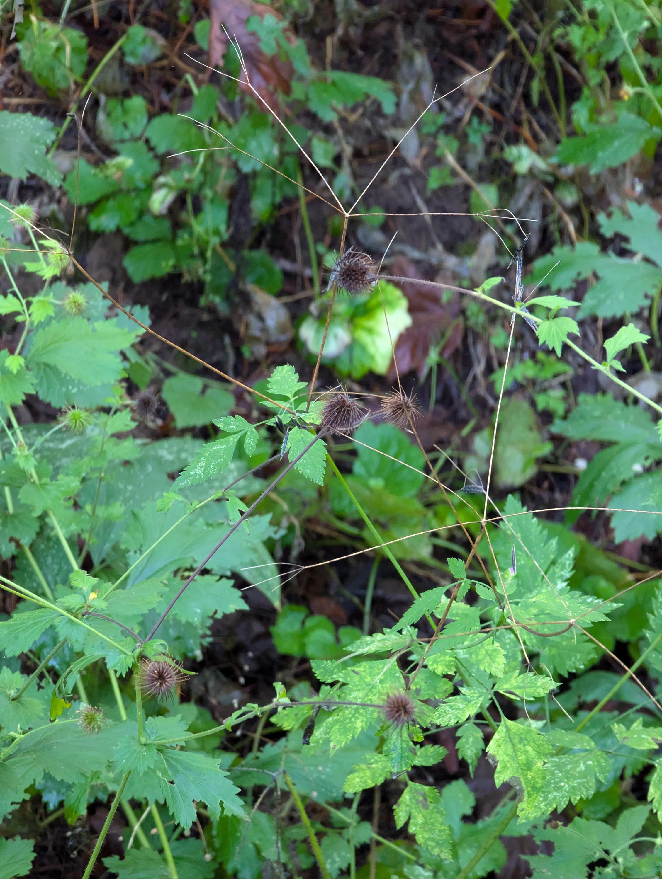 Large Leaf Avens | Oregon Avens | Geum Macrophyllum | PNW Native | Seed ...