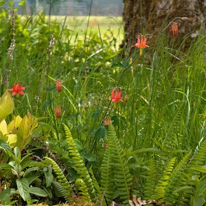 Western Columbine | Aquilegia Formosa | PNW Native | Seed Count 60 - Etsy
