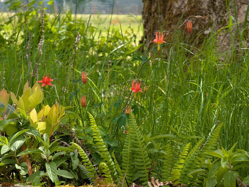 Western Columbine | Aquilegia Formosa | PNW Native | Seed Count 60 - Etsy