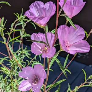 Clarkia Mix | Clarkia Amoena | Clarkia Rhomboidea | Clarkia Purpurea ...