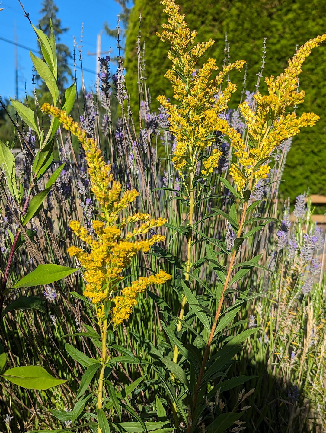 West Coast Golden Rod | Solidago Canadensis Var. Elongata | PNW Native ...