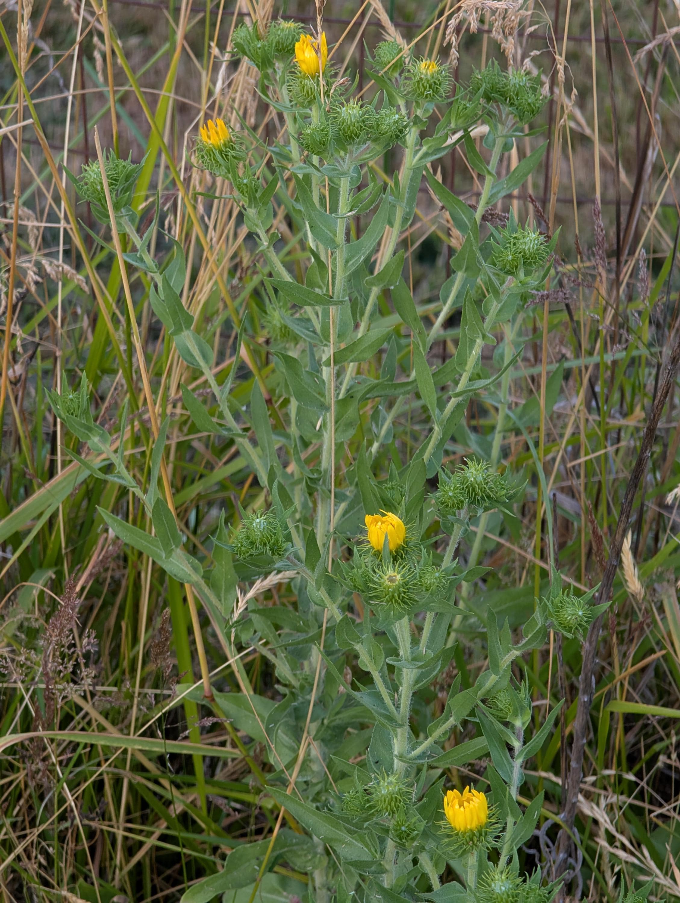 Willamette Valley Gumweed | Puget Sound Gumweed | Grindelia ...