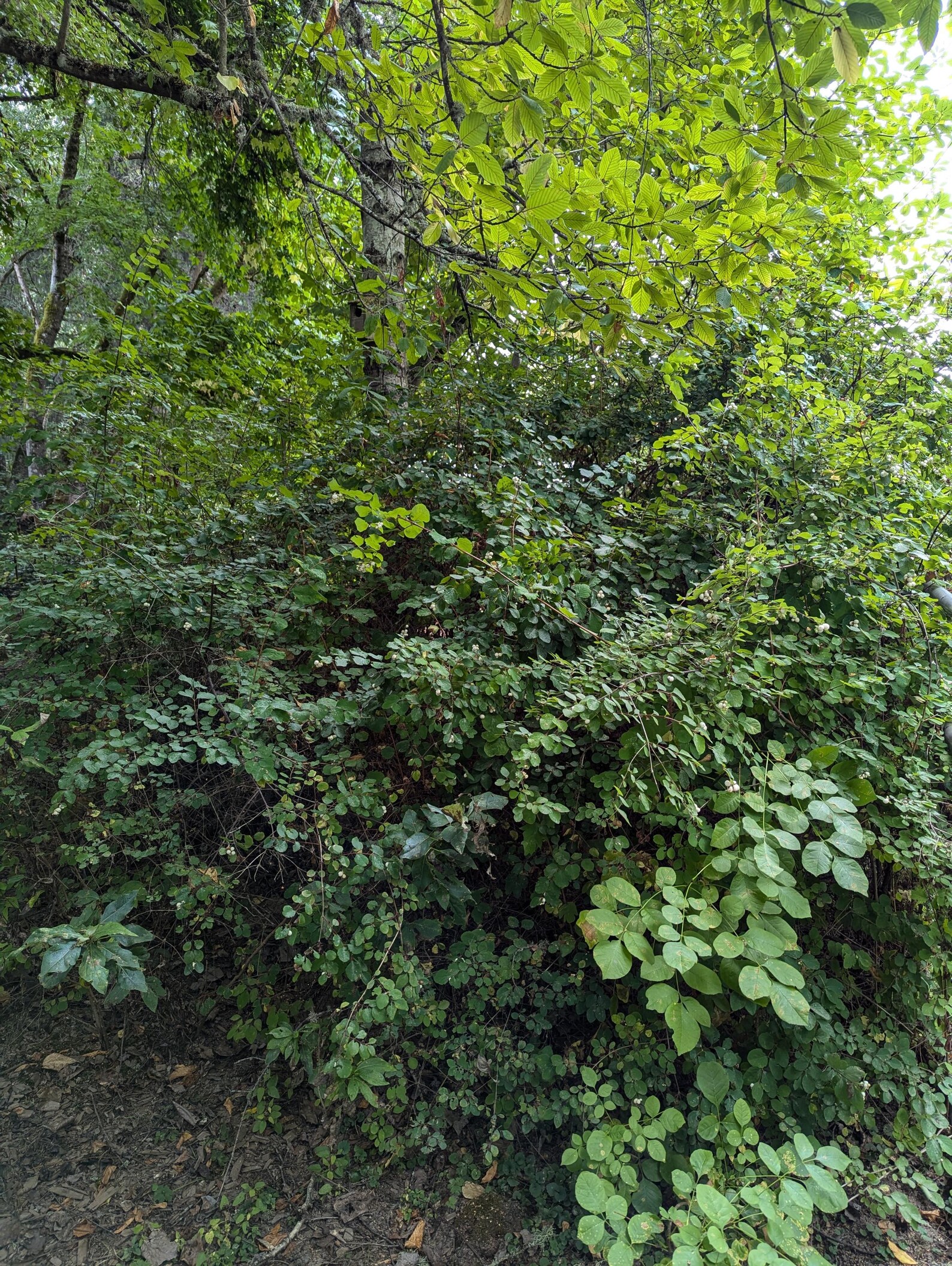 Snowberry | Symphoricarpos Albus | PNW Native | Seed Count 100 - Etsy